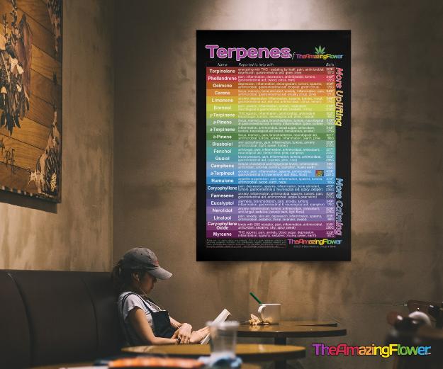 Cannabis Terpenes Poster (color-coded) – TheAmazingFlower.com, CBGA ...